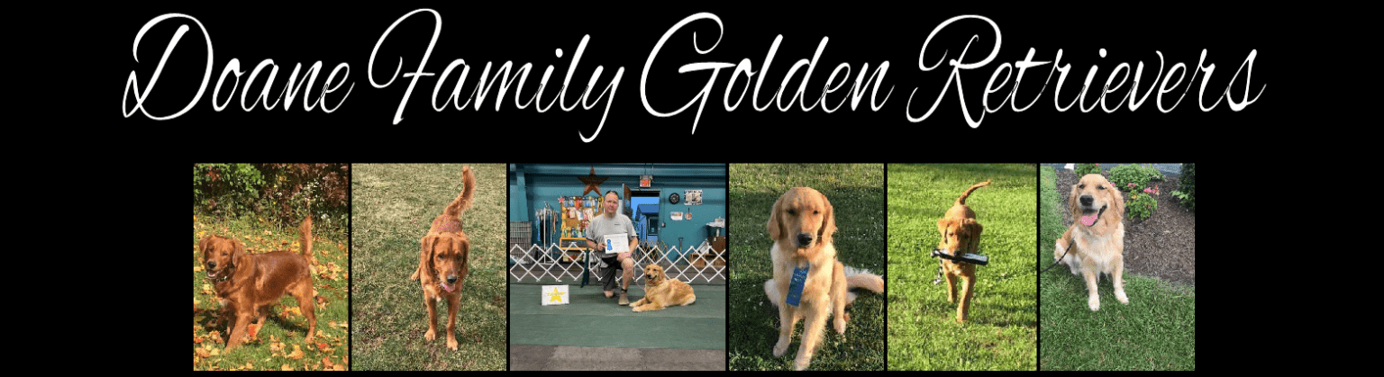 Available Dogs - Doane Family Golden Retriever Breeders NY