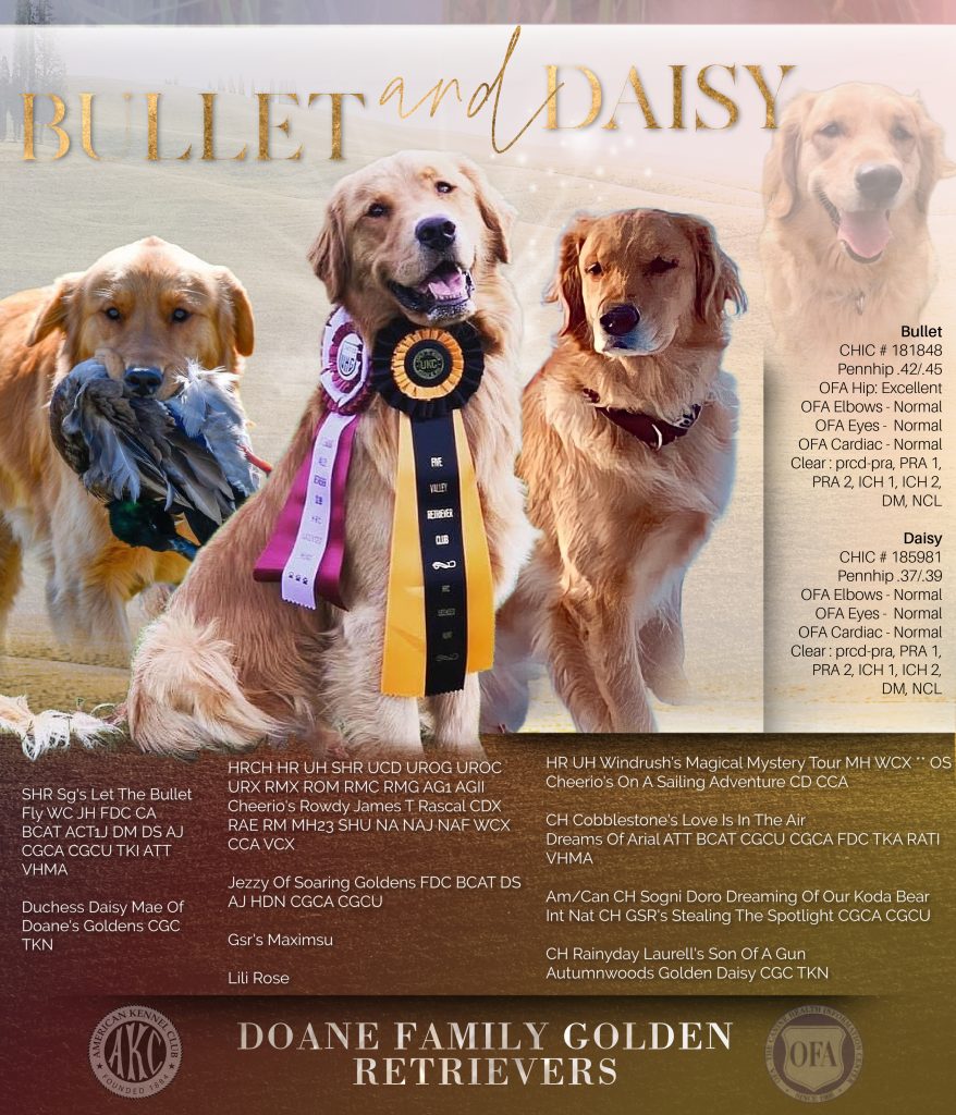 Upcoming Litters - Daisy x Bullet - Doane Family Golden Retriever ...