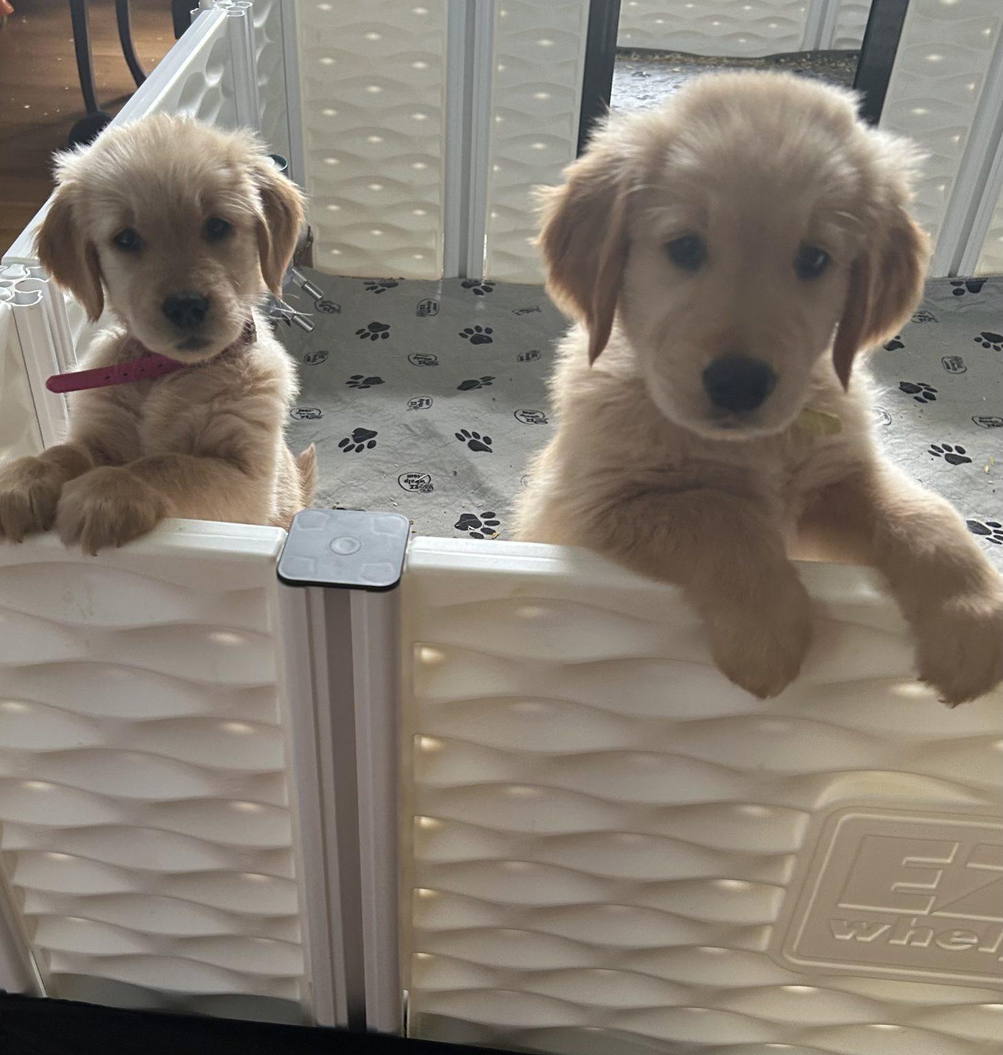 Home Page - Doane Family Golden Retriever Breeders NY