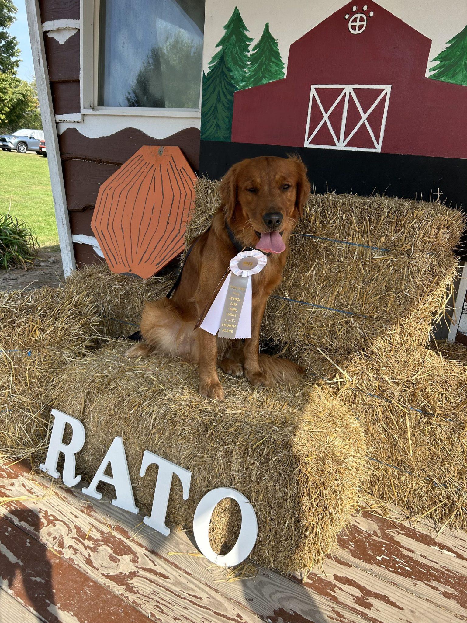 Home Page - Doane Family Golden Retriever Breeders NY